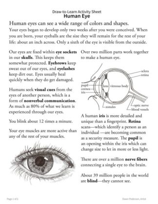 How to Draw a Human Eye 2-Sided Art & Biology Activity Sheet - Dawn ...