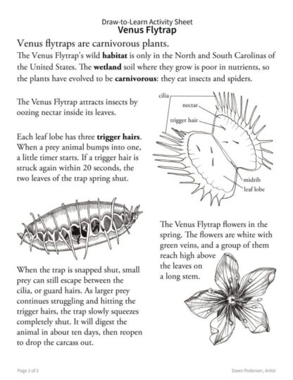 How to Draw a Venus Flytrap 2-Sided Art & Biology Activity Sheet - Dawn ...