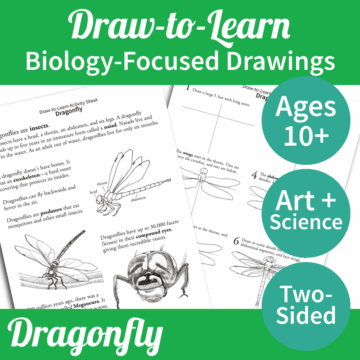 FREE! How to Draw a Dragonfly 2-Sided Art & Biology Activity Sheet ...