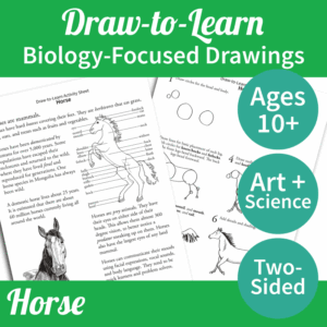 How to Draw a Horse 2-Sided Art & Biology Activity Sheet - Dawn ...