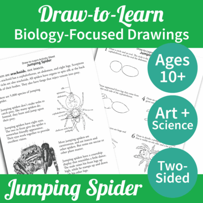 How to Draw a Jumping Spider 2-Sided Art & Biology Activity Sheet ...
