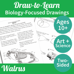 How to Draw a Walrus 2-Sided Art & Biology Activity Sheet - Dawn ...