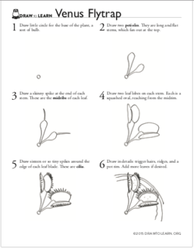 How to Draw a Venus Flytrap Worksheet - Dawn Pedersen, Artist